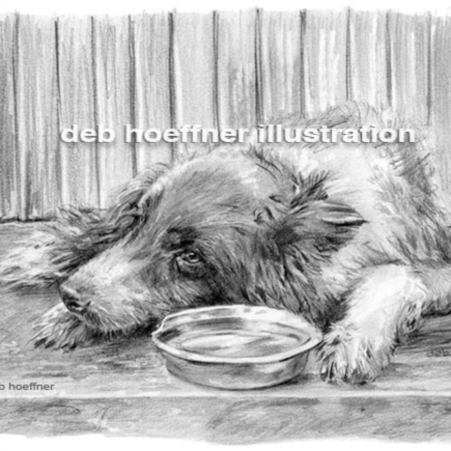 Book art, deb hoeffner's illustrations of realistic, expressive animals.